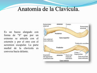 Clavicula y Hombro.pptx