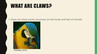Claws | PPT