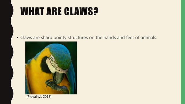 Claws | PPT