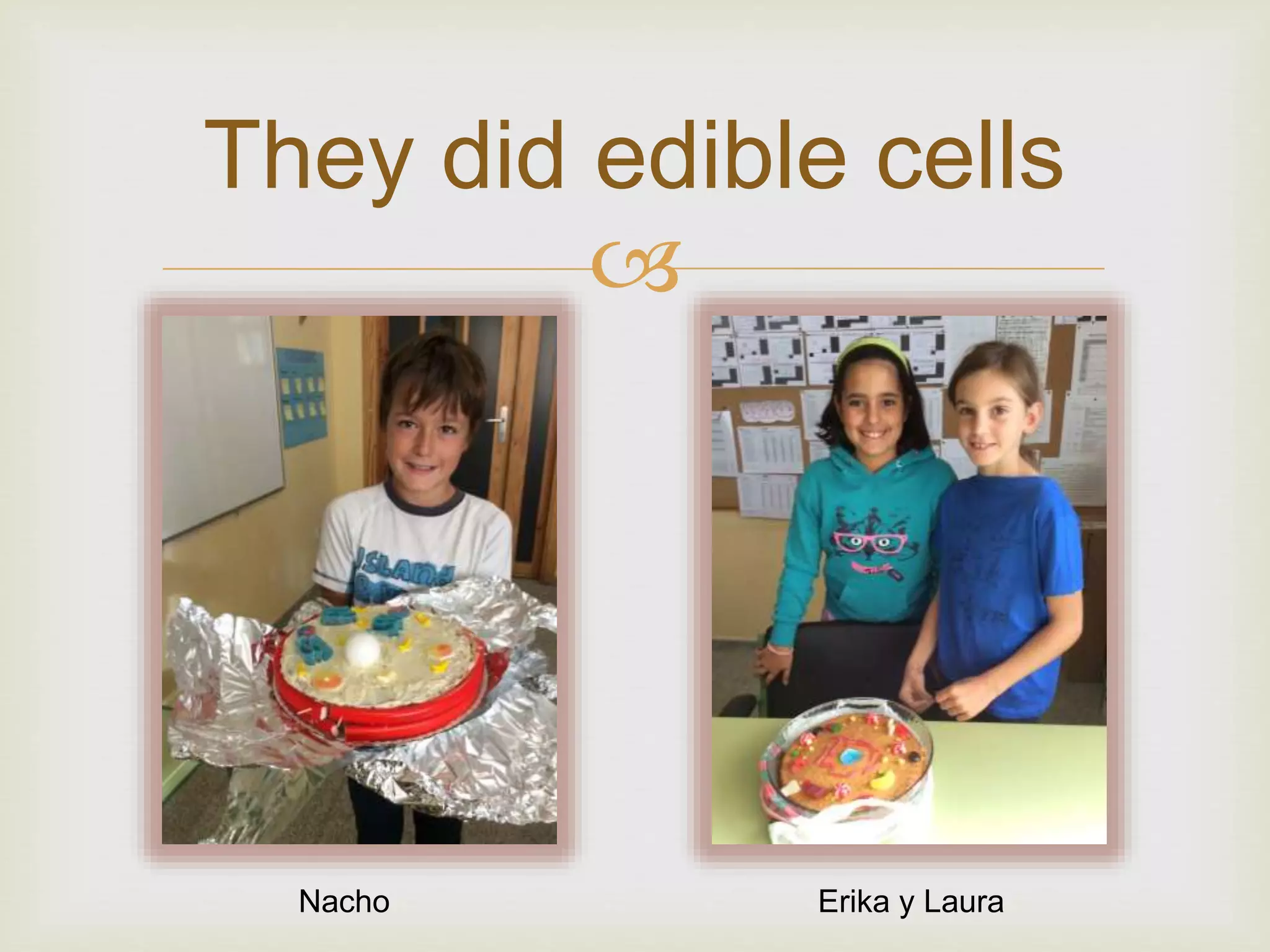 Clay cell models5 | PPTX