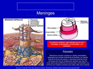 clay medula espinal neuroanestesia 1.pptx