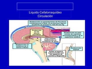 clay medula espinal neuroanestesia 1.pptx