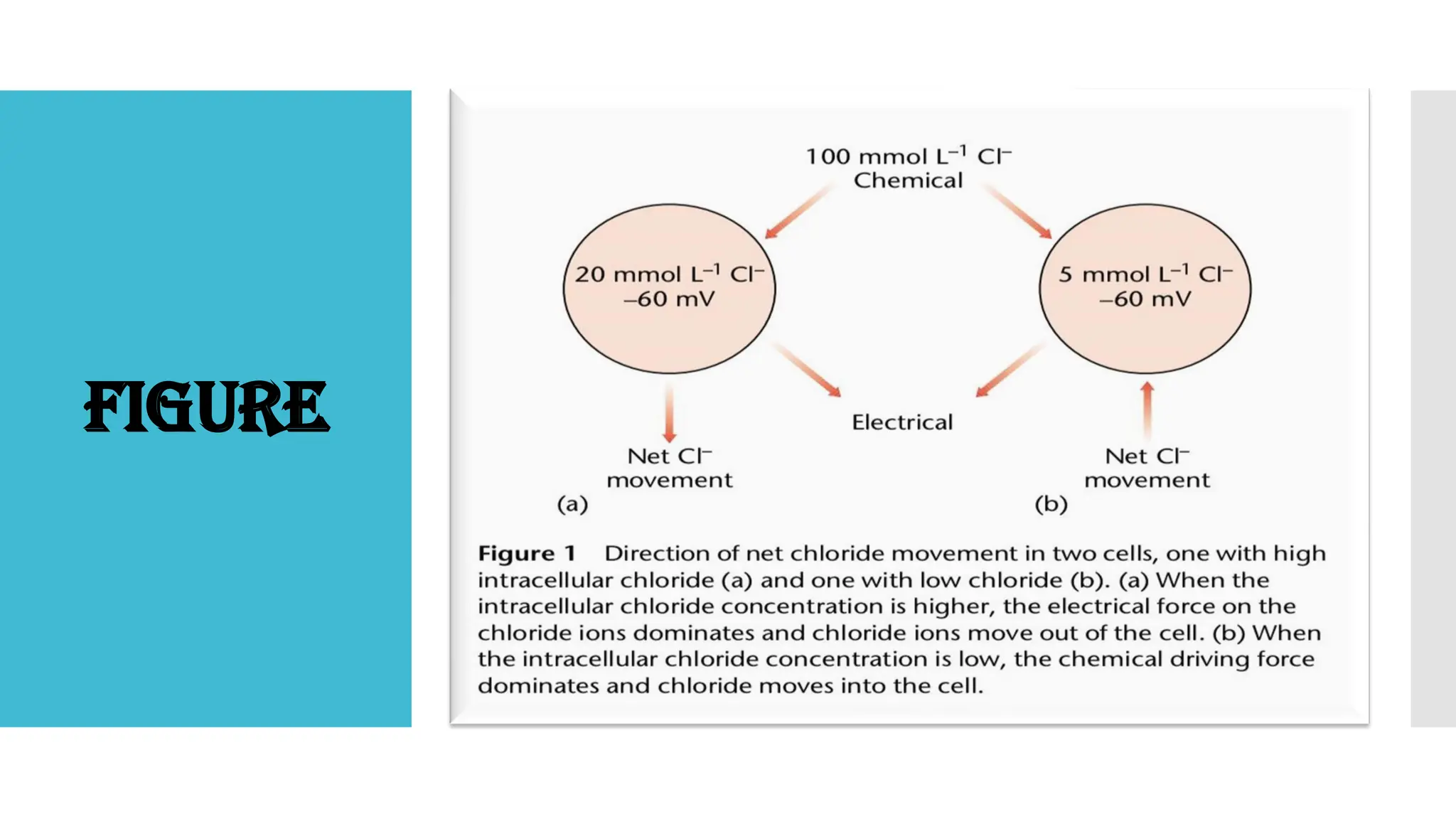 Chloride Channel / Ion Channels / Integral Membrane Proteins .pdf ...