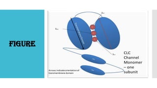 Chloride Channel / Ion Channels / Integral Membrane Proteins .pdf ...