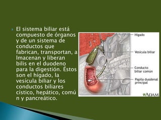 Cálculos biliares | PPTX