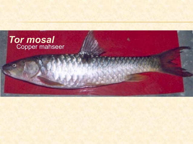 Coldwater fisheries ppt | PPT