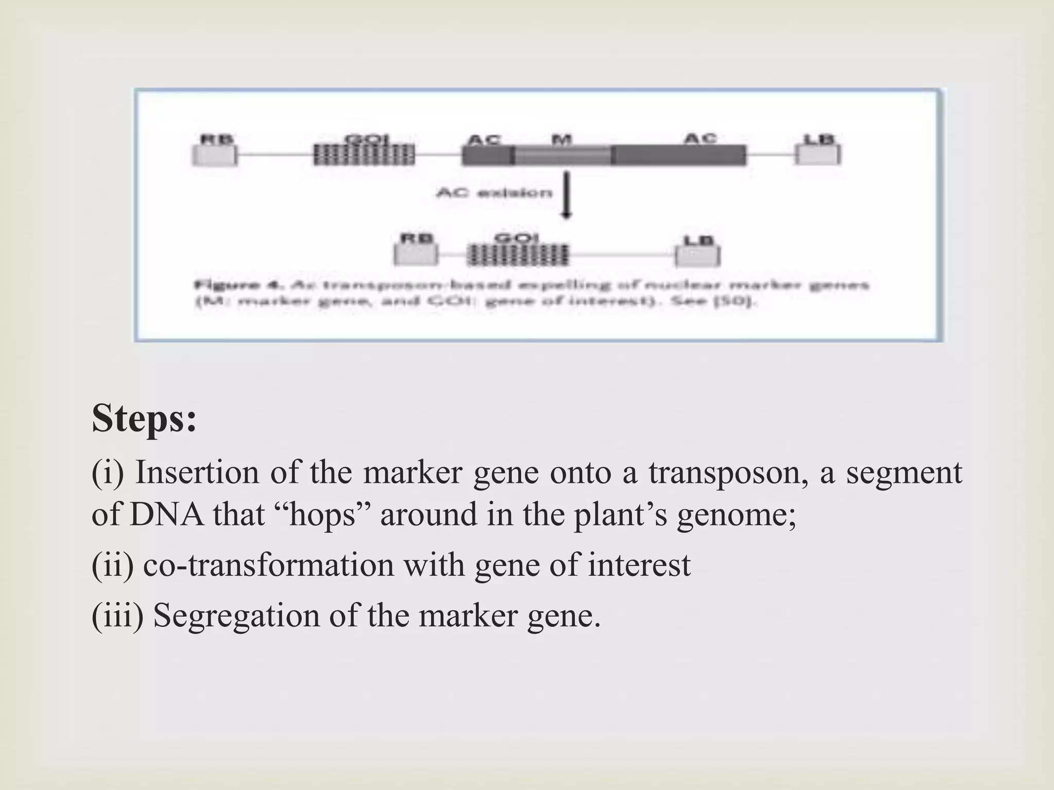 Clean gene technology | PPTX