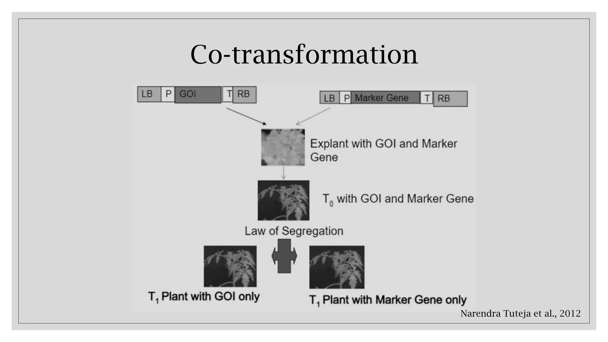 Clean Gene Technology (Marker Free Approach) | PDF