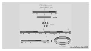 Clean Gene Technology (Marker Free Approach) | PDF