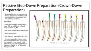 Techniques and Principles of Cleaning and Shaping | PPT
