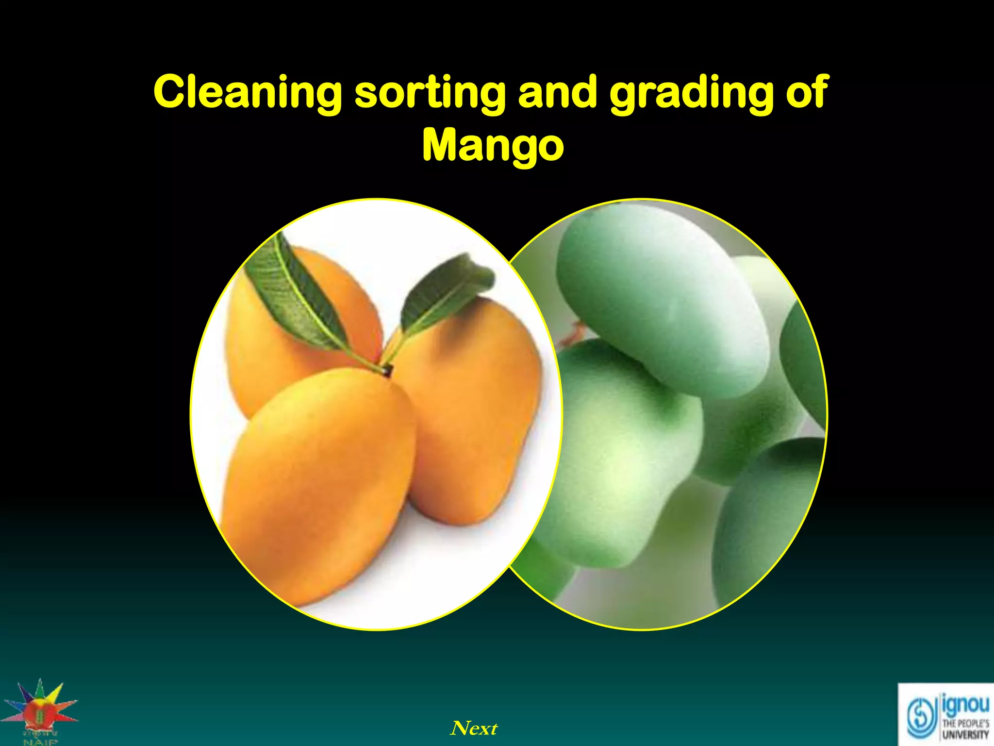 Cleaning, sorting and grading of mango 1 | PPT