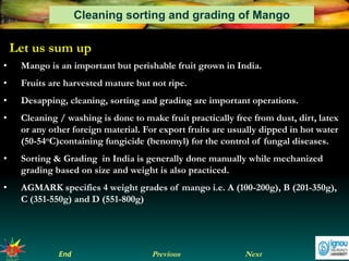 Cleaning, sorting and grading of mango 1 | PPT