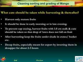 Cleaning, sorting and grading of mango 1 | PPT