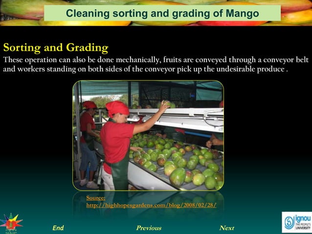 Cleaning, sorting and grading of mango 1 | PPT