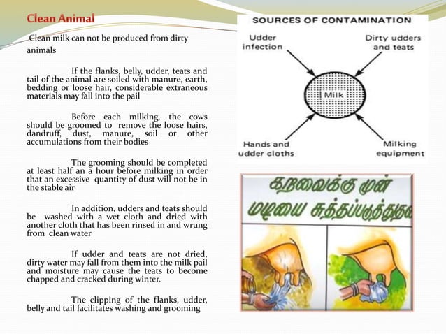 CLEAN MILK PRODUCTION | PPTX