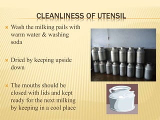 Clean Milk Production.pptx