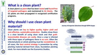 Clean plant program of India Dr MK Verma .pdf