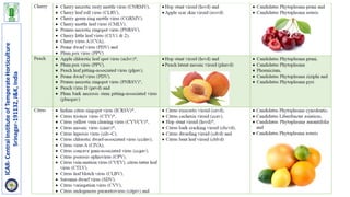 Clean plant program of India Dr MK Verma .pdf