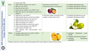 Clean plant program of India Dr MK Verma .pdf