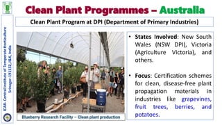 Clean plant program of India Dr MK Verma .pdf