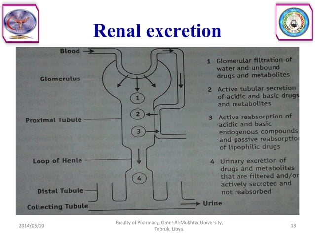 Clearance and renal excretion | PPT