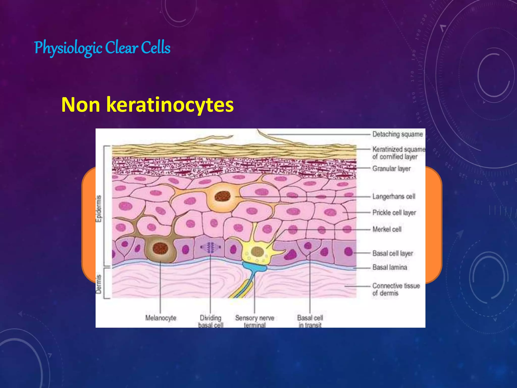 Clear cell lesions of head & neck. | PPTX