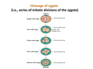 What Is A Zygote? How Is It Different From An Embryo?