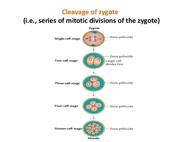 Cleavage by Tauqeer Ahmad