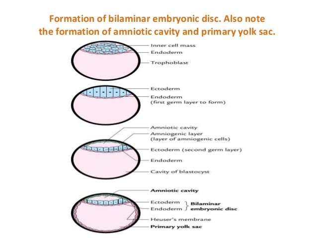 Embryonic Disc Formation Gastrulation And Neurulation | Concise