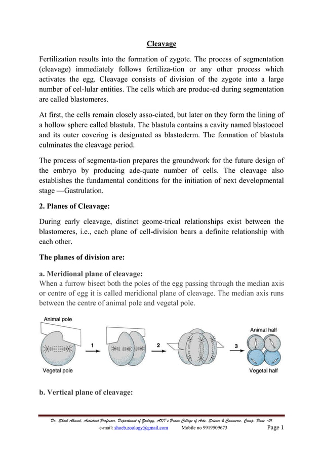 Cleavage | PDF | Infertility | Reproductive Health