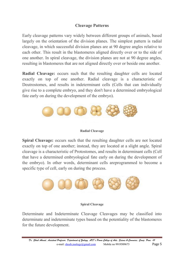 Cleavage | PDF | Infertility | Reproductive Health