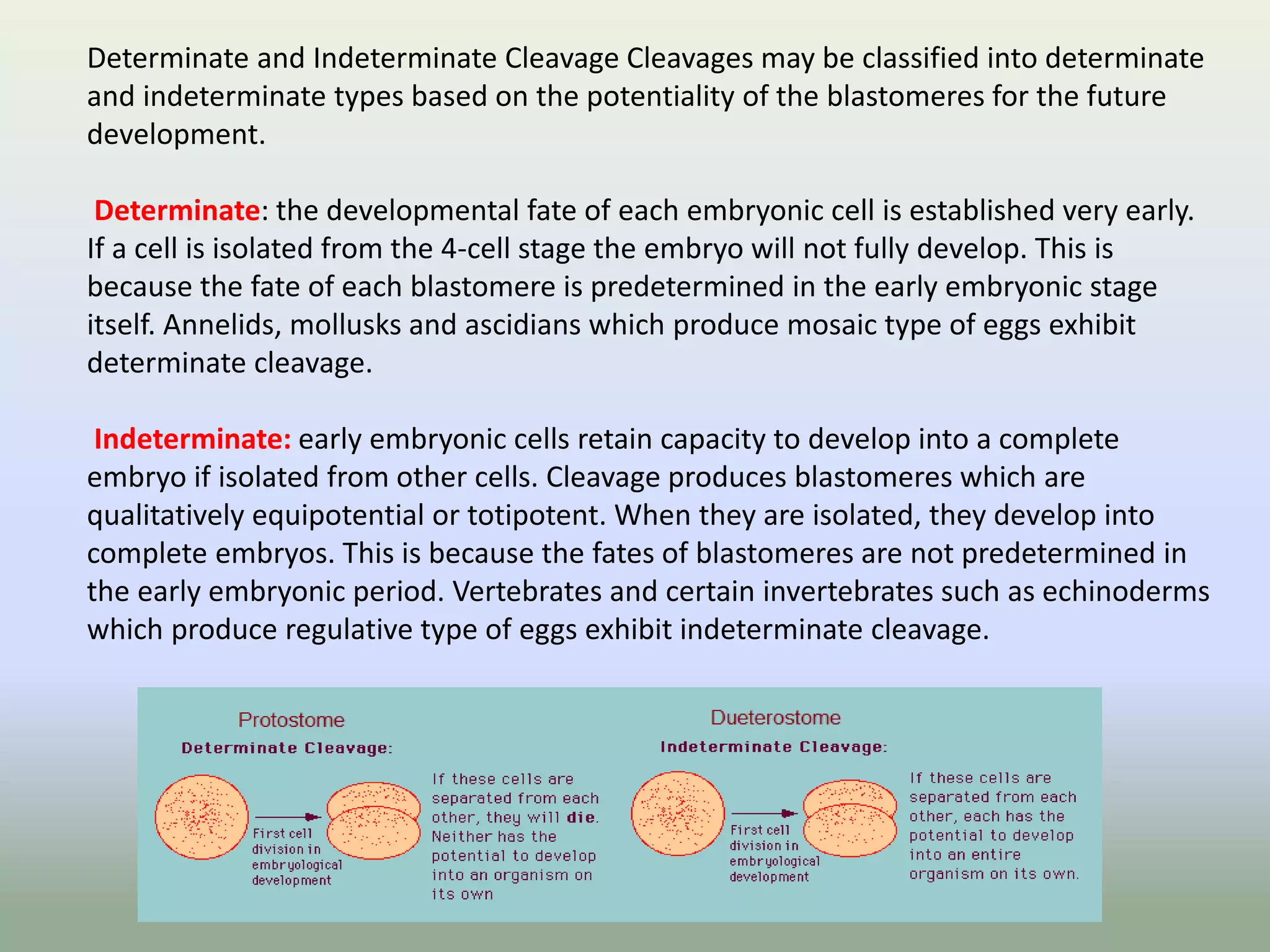 Cleavage, Types of cleavage | PPTX