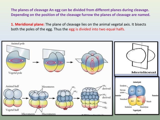 Cleavage, Types of cleavage | PPTX | Biological Sciences | Science