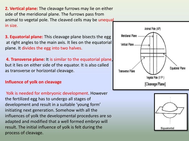 Cleavage, Types of cleavage | PPTX | Biological Sciences | Science