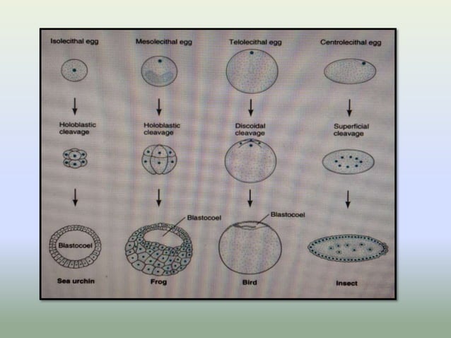 Cleavage, Types of cleavage | PPTX | Biological Sciences | Science