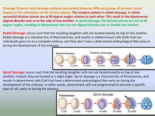 Cleavage, Types of cleavage | PPTX