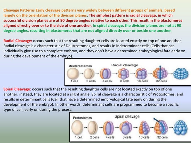 Cleavage, Types of cleavage | PPTX | Biological Sciences | Science