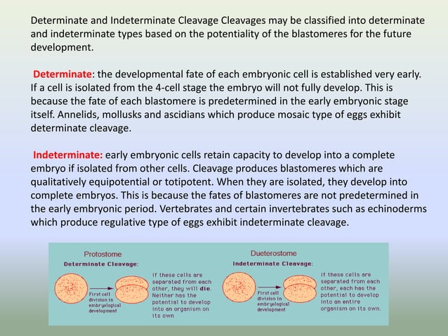 Cleavage, Types of cleavage | PPTX | Biological Sciences | Science