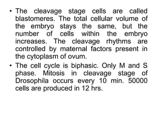 Cleavage | PPT