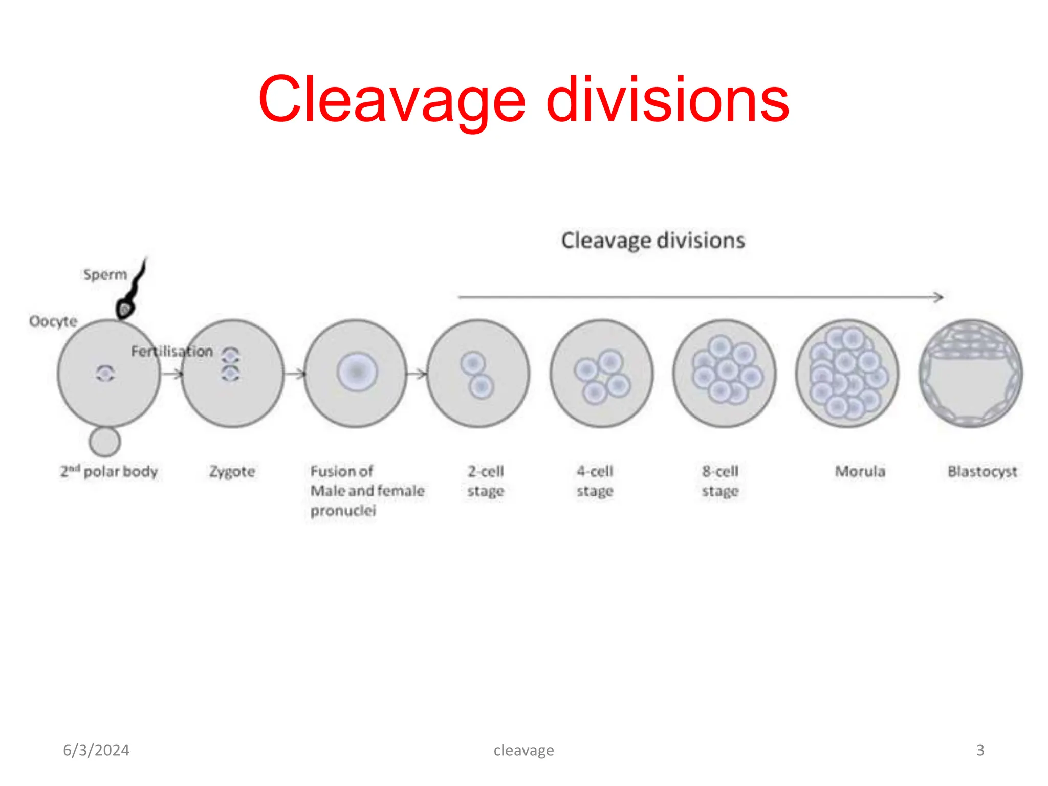 Cleavage - general embryology presentation | PPTX