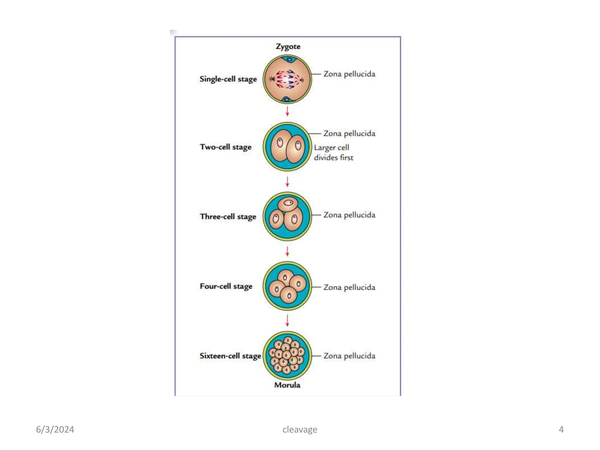 Cleavage - general embryology presentation | PPTX