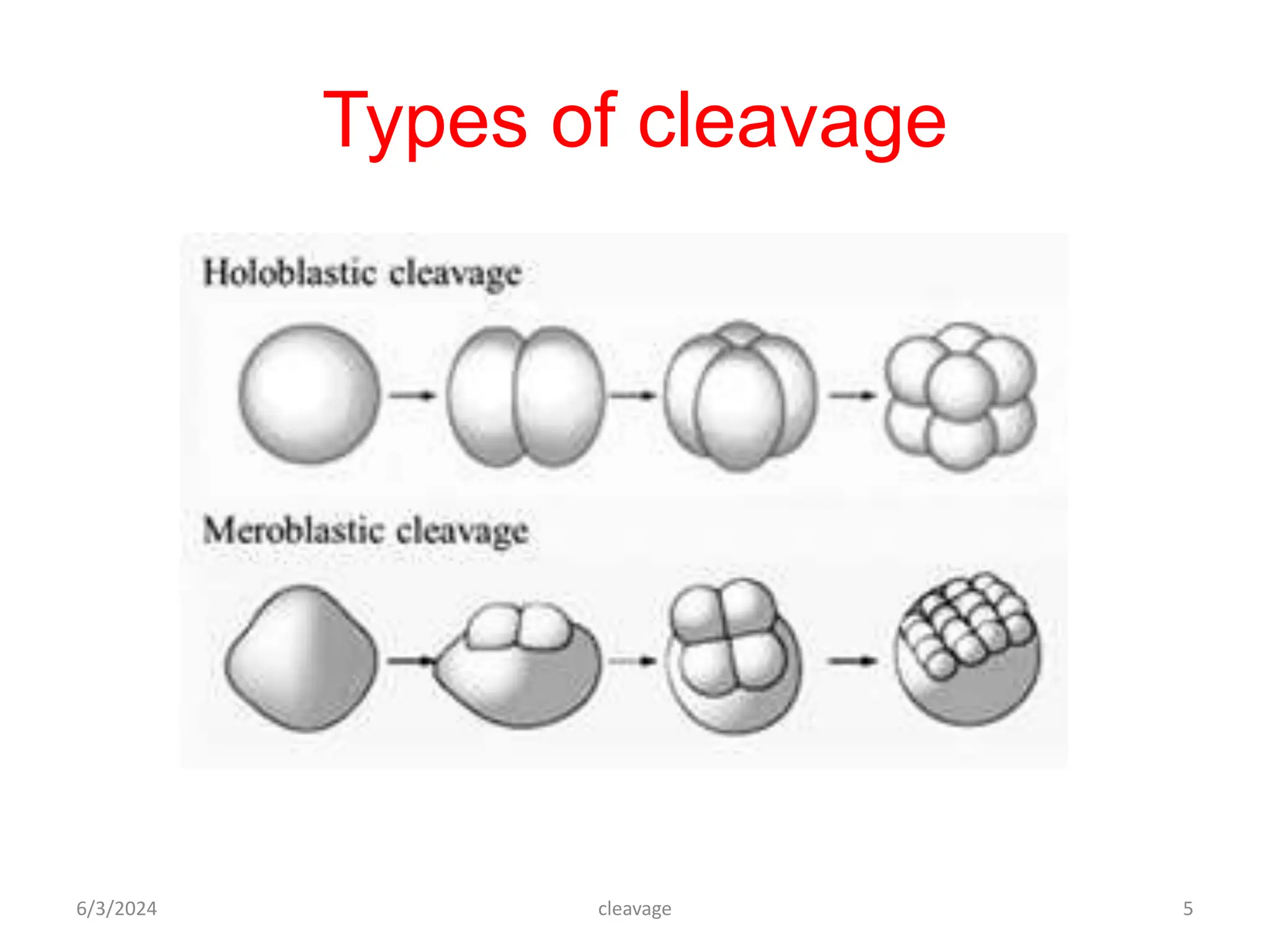 Cleavage - general embryology presentation | PPTX