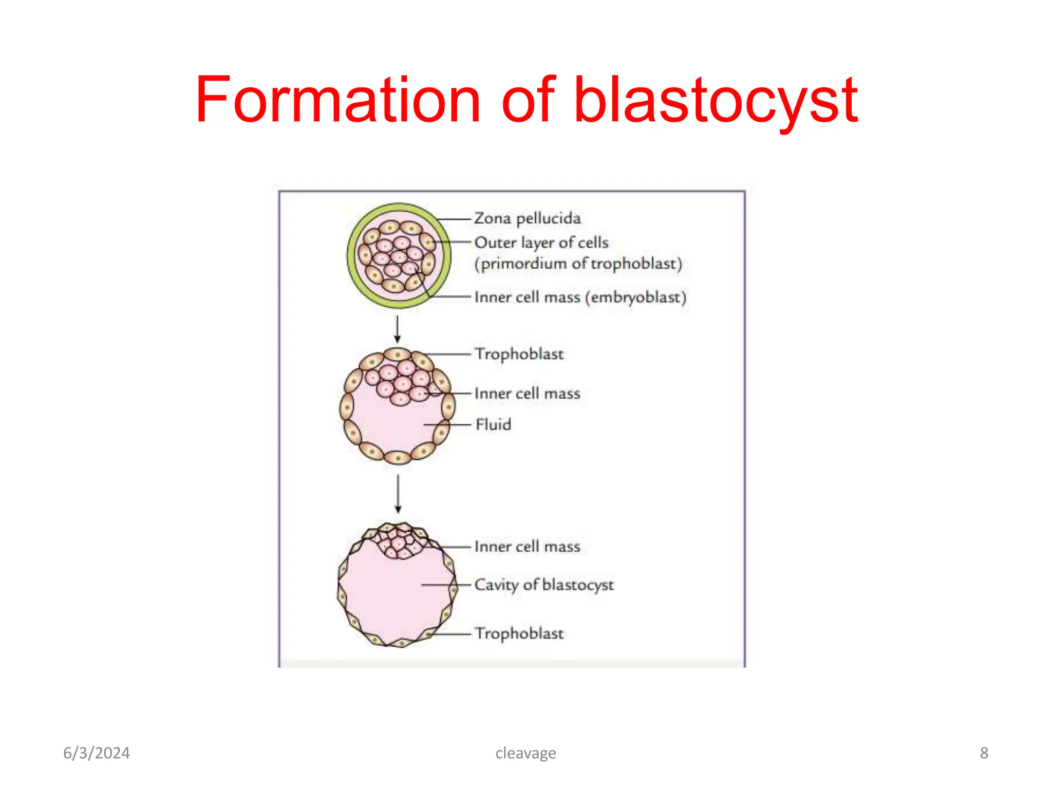 Cleavage - general embryology presentation | PPTX