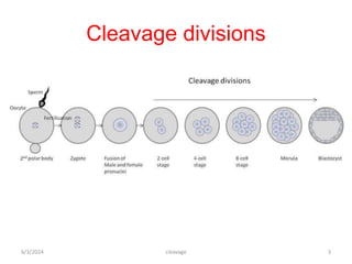 Cleavage - general embryology presentation | PPTX | Biological Sciences | Science