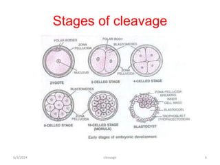 Cleavage - general embryology presentation | PPTX | Biological Sciences | Science