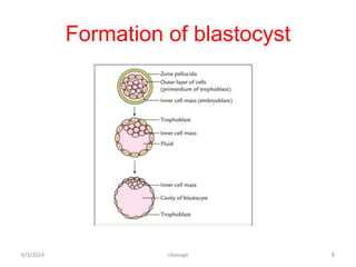 Cleavage - general embryology presentation | PPTX | Biological Sciences ...