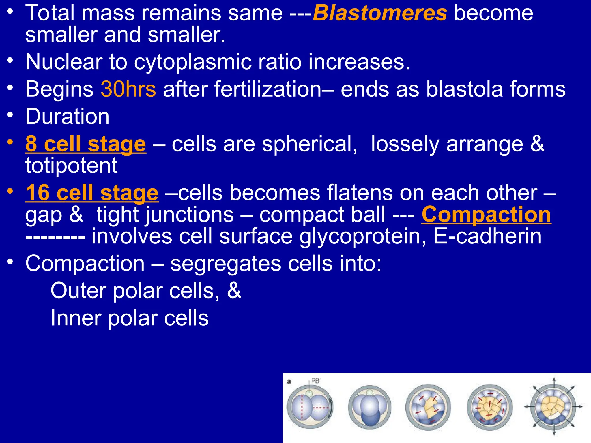 Cleavage.ppt presented by dr hanif sheikh sb | PPT