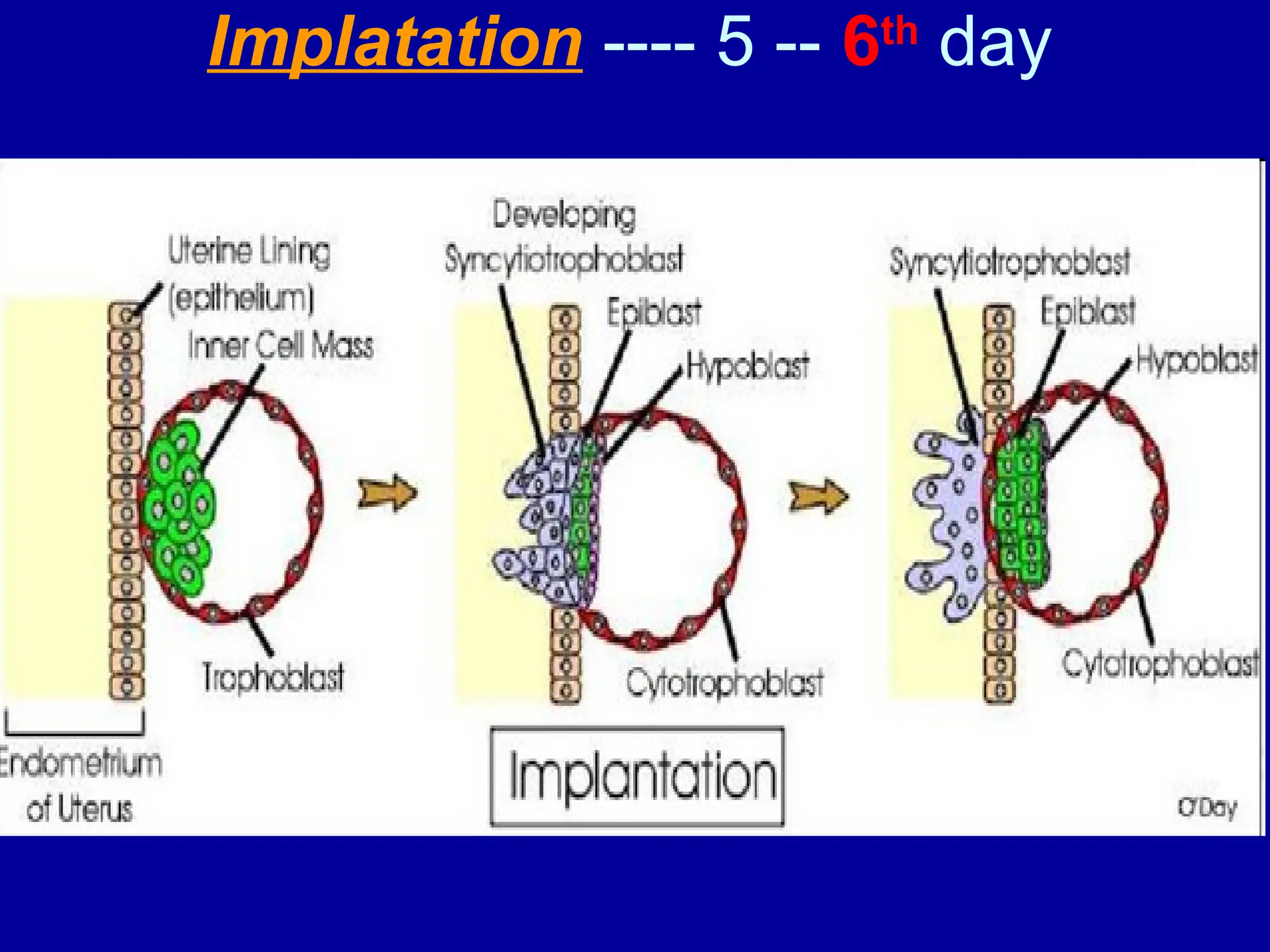Cleavage.ppt presented by dr hanif sheikh sb | PPT