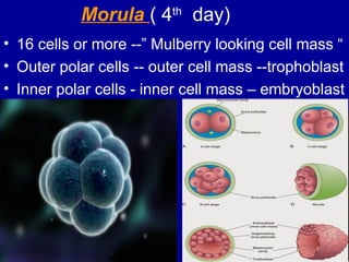 Cleavage.ppt presented by dr hanif sheikh sb | PPT