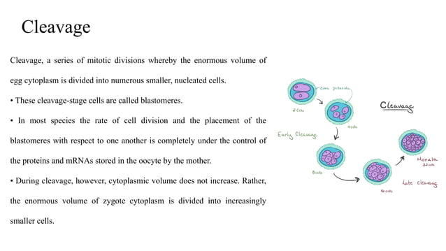cleavage and its types functions and pptx | PPTX